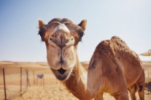 The Straw That Broke The Camel's Back - Meaning, Origin, Examples